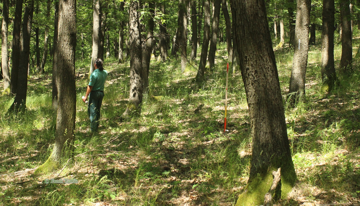 Garábi Varjú-bérc - life4oakforests.eu