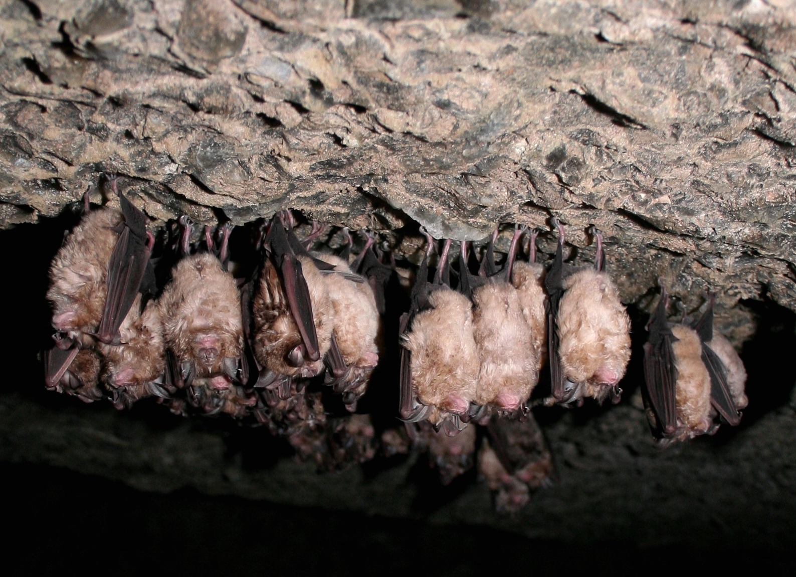 Mediterranean horseshoe bat (Rhinolophus euryale) - life4oakforests.eu