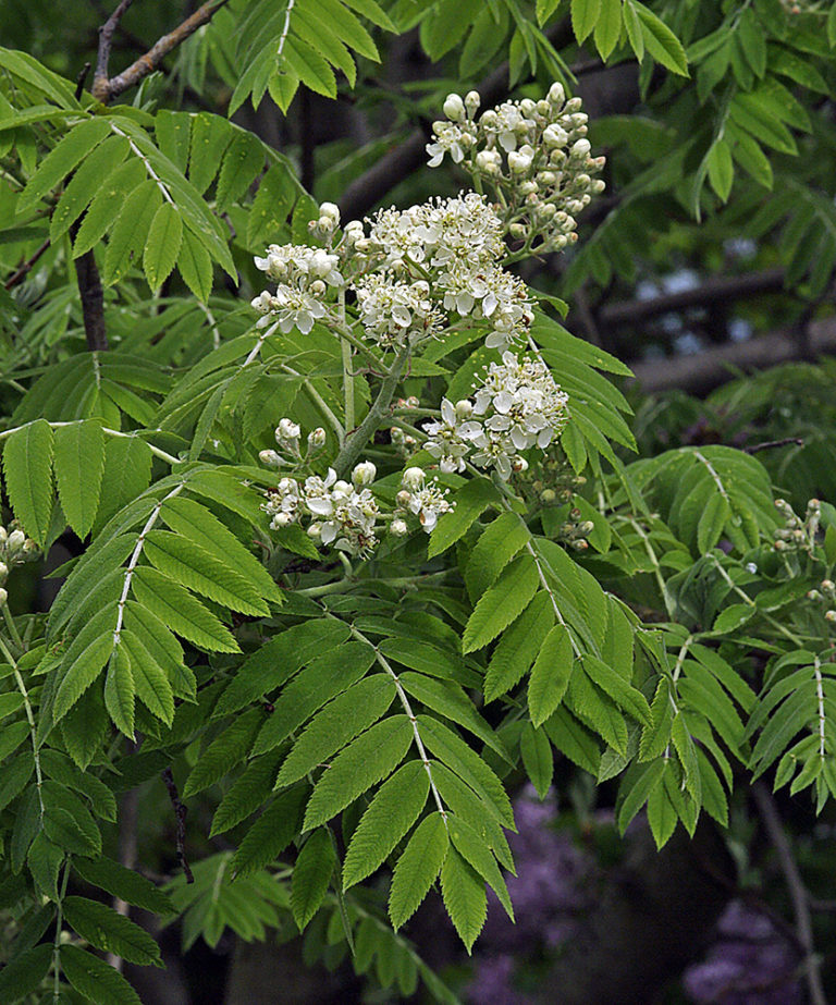 Service tree (Sorbus domestica) - life4oakforests.eu