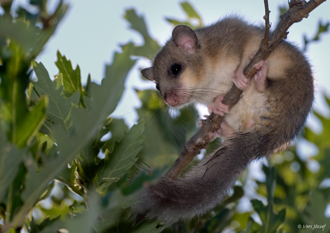 Edible dormouse (Glis glis) – life4oakforests.eu