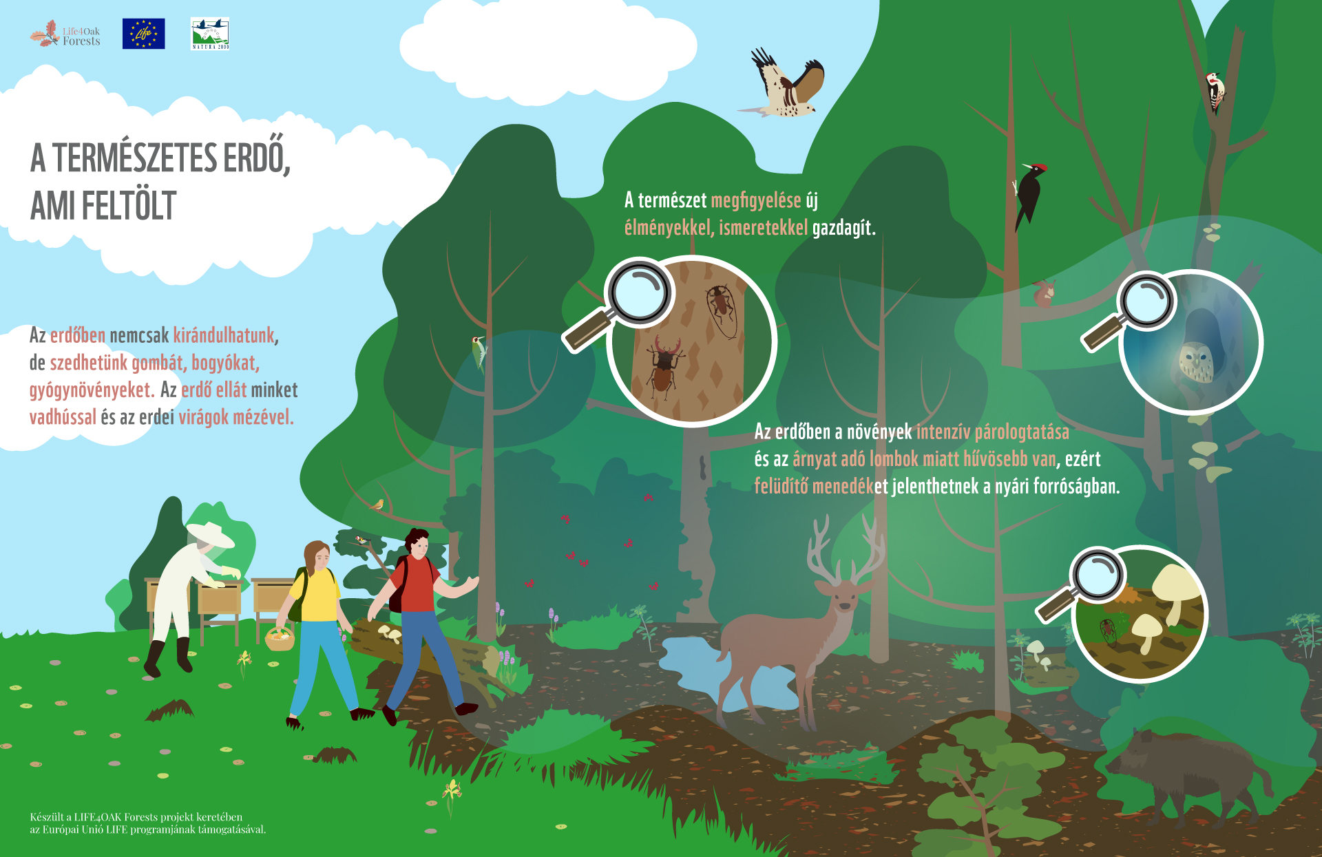What do we owe to the forests? – Infographics series on natural forest ...